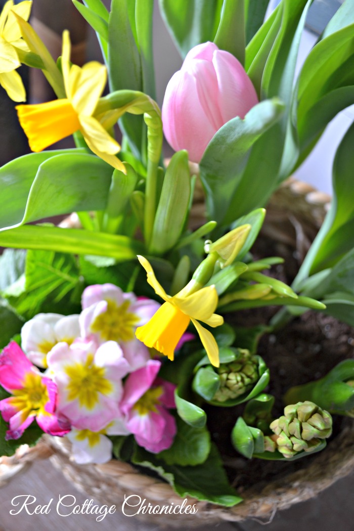 Spring Flowers tucked into a wicker basket make the perfect centrepiece!